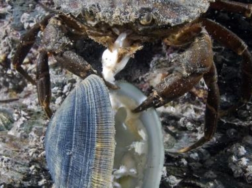 Ribble Estuary | Living Seas North West