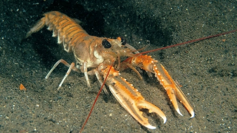 Scampi | Living Seas North West