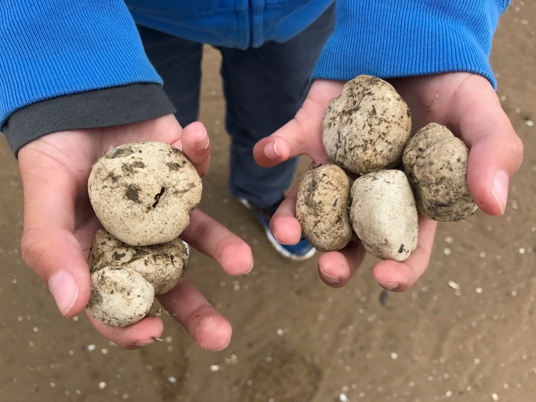 Beach School | Living Seas North West