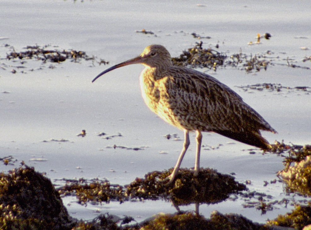 Ribble Estuary | Living Seas North West