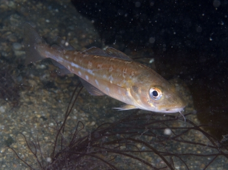 Marine mudness | Living Seas North West