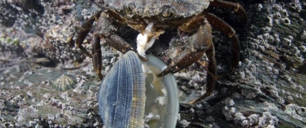Ribble Estuary | Living Seas North West