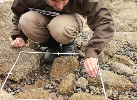 Shoresearch | Living Seas North West