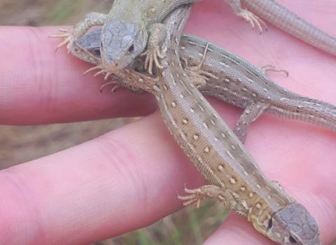 Reintroducing the Sand Lizard to the Fylde Sand Dunes | Living Seas ...